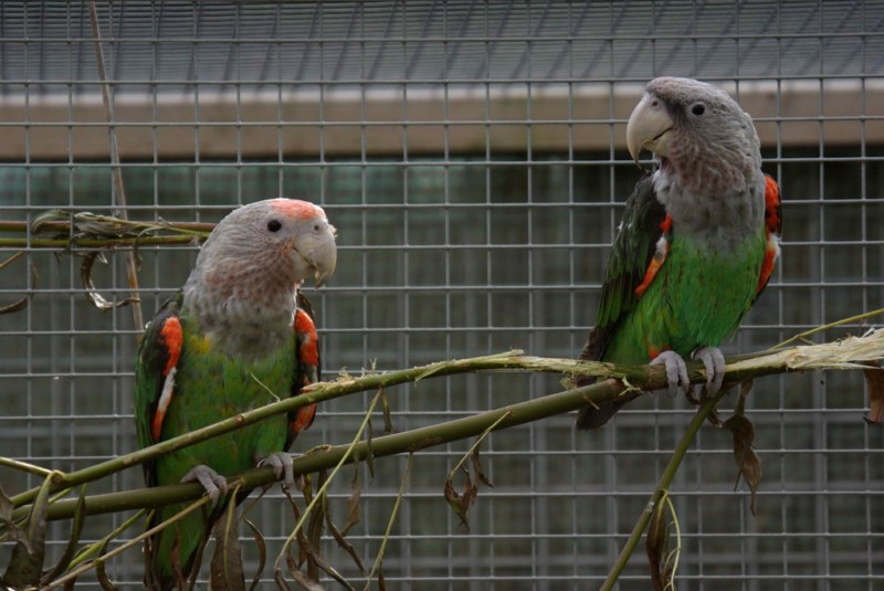18. Cape Parrots [Levaillant’s Parrot] : MyParrots.gr