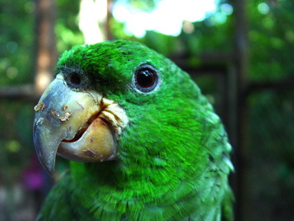 Amazon Parrots : MyParrots.gr