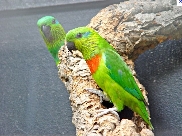 25. Fig Parrots : MyParrots.gr