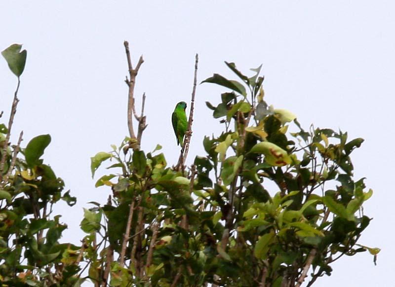 29. Hanging Parrots : MyParrots.gr