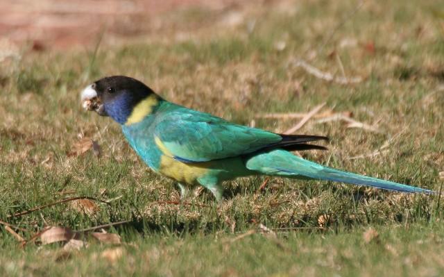 Australian Ringnecks : MyParrots.gr