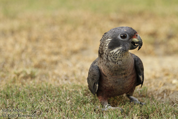 Pionus Parrots : MyParrots.gr